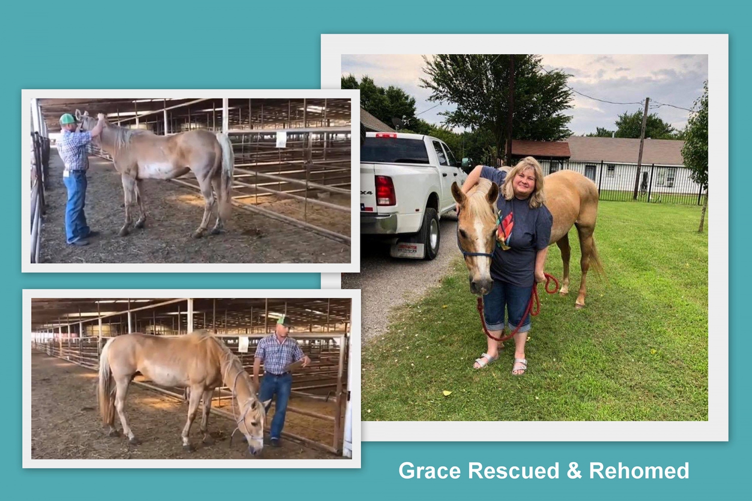Rescue – Laughing Pony Rescue