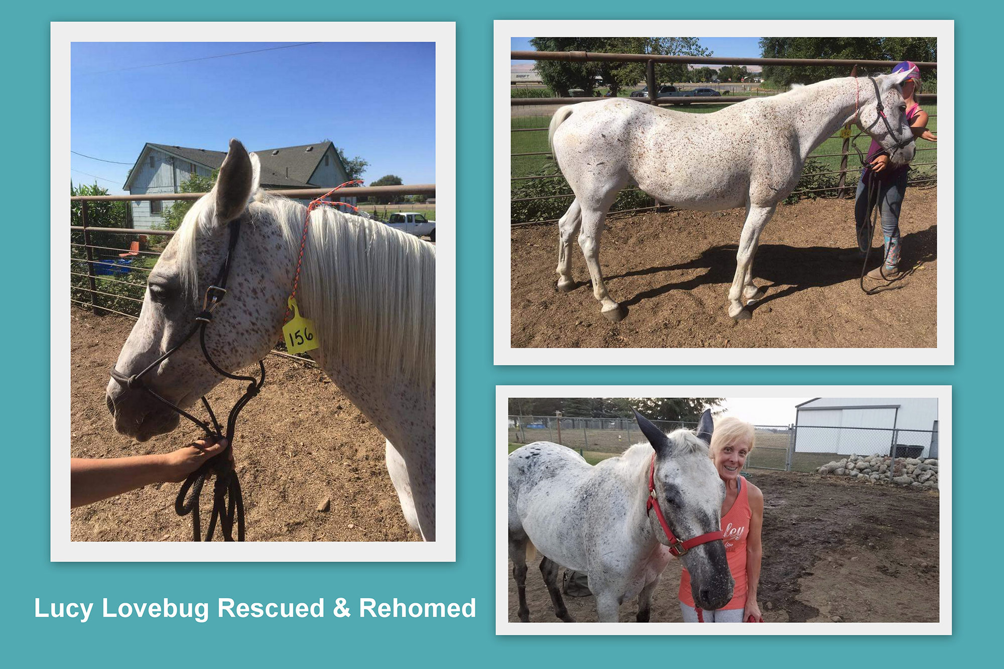 Rescue – Laughing Pony Rescue
