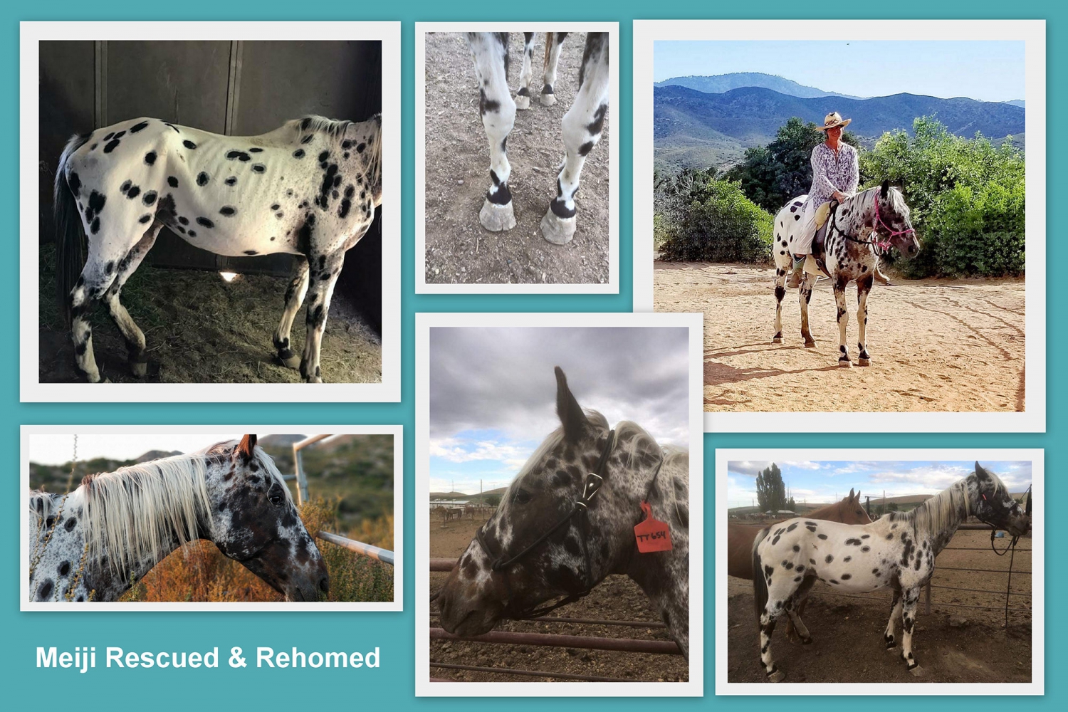 Rescue – Laughing Pony Rescue