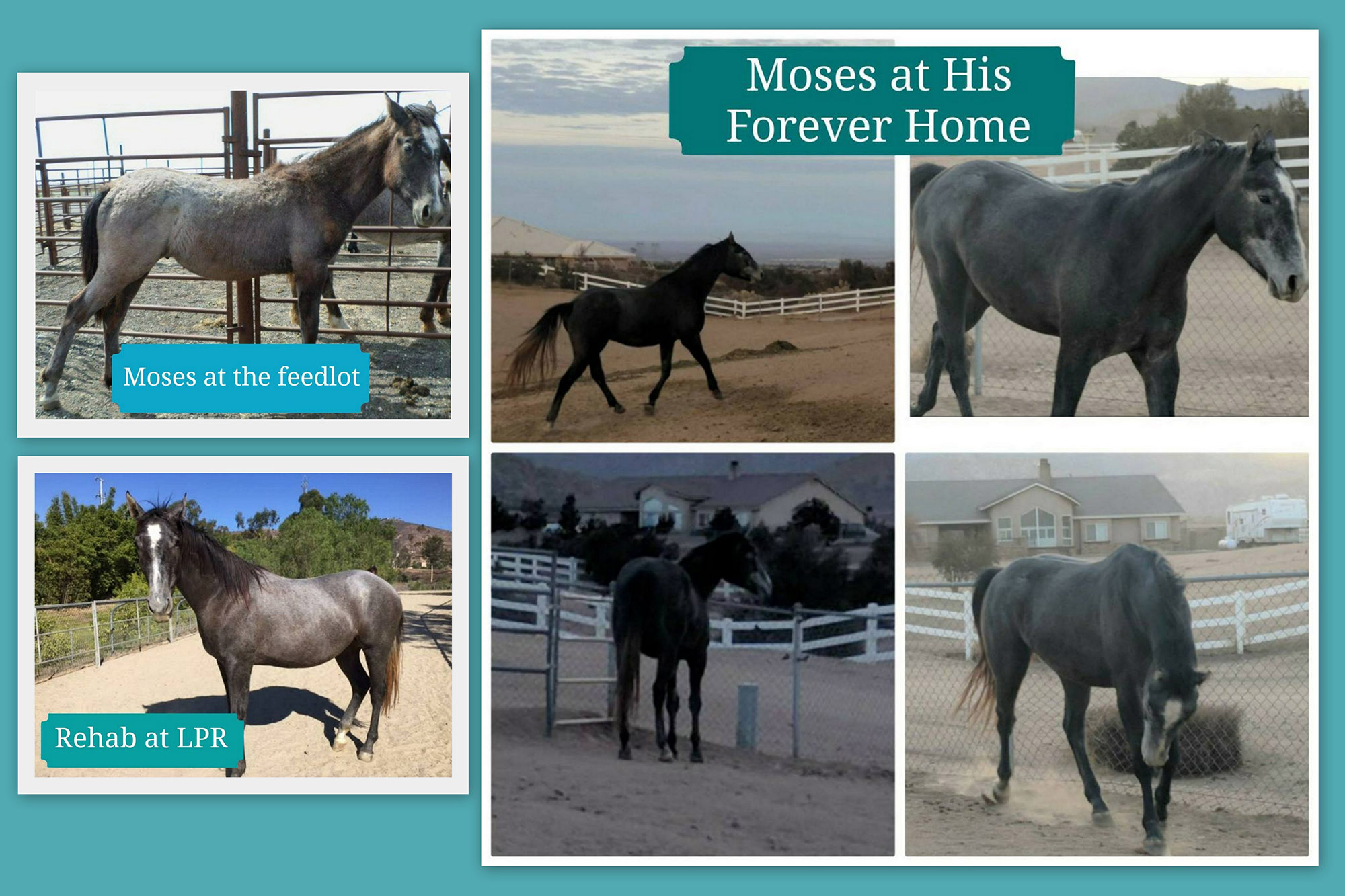 Rescue – Laughing Pony Rescue