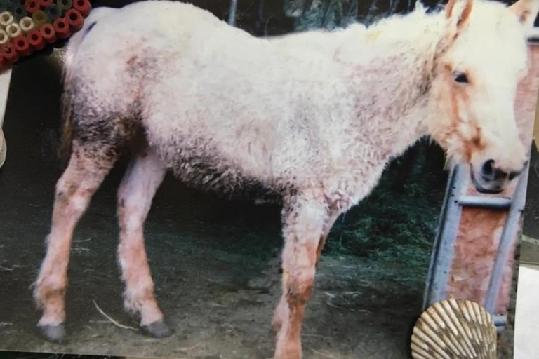 Rescue – Laughing Pony Rescue