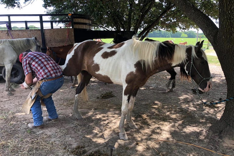 Rescue – Laughing Pony Rescue