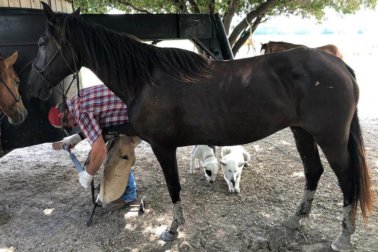 Rescue – Laughing Pony Rescue
