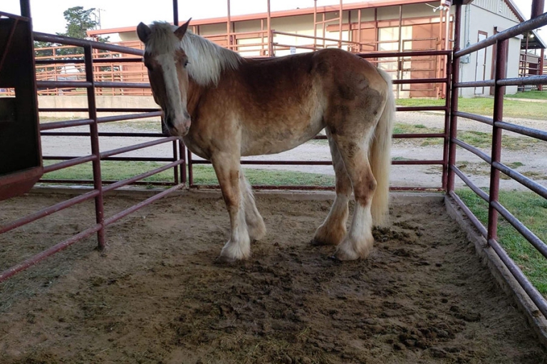 Rescue – Laughing Pony Rescue