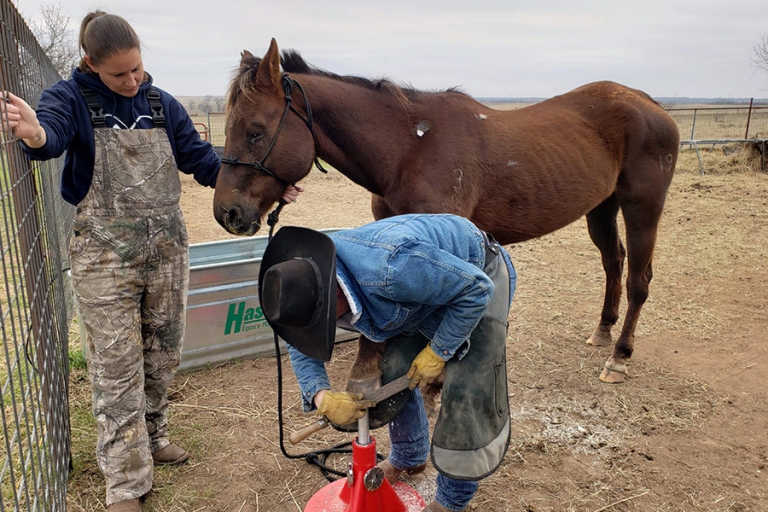 Rescue – Laughing Pony Rescue