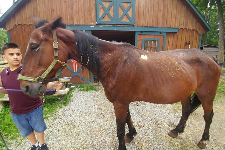 Rescue – Laughing Pony Rescue