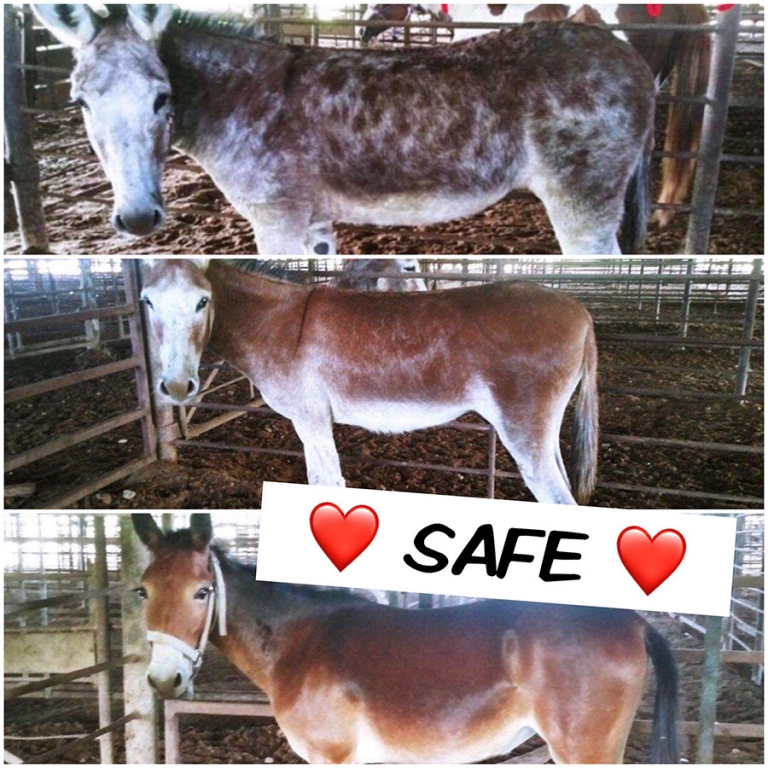 Rescue – Laughing Pony Rescue