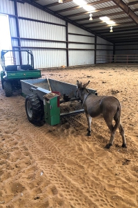 Rescue – Laughing Pony Rescue