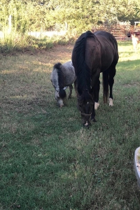 Rescue – Laughing Pony Rescue