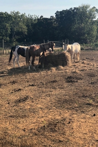 Rescue – Laughing Pony Rescue