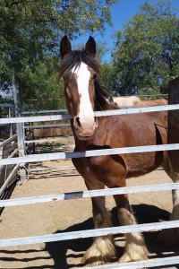 Rescue – Laughing Pony Rescue