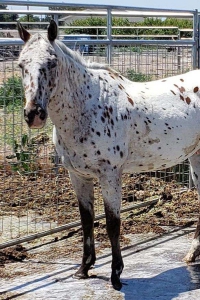 Rescue – Laughing Pony Rescue