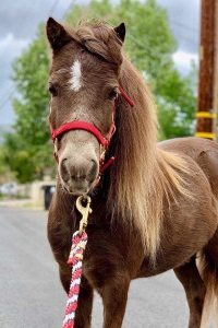 Rescue – Laughing Pony Rescue