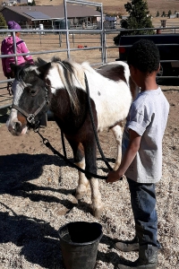 Rescue – Laughing Pony Rescue