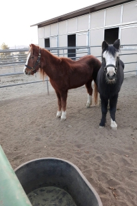 Rescue – Laughing Pony Rescue