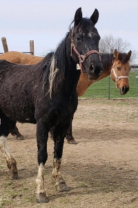 Rescue – Laughing Pony Rescue