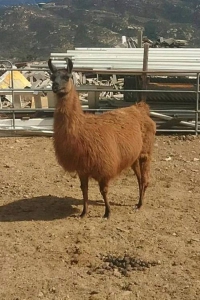 Rescue – Laughing Pony Rescue