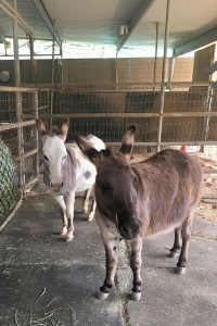 Rescue – Laughing Pony Rescue