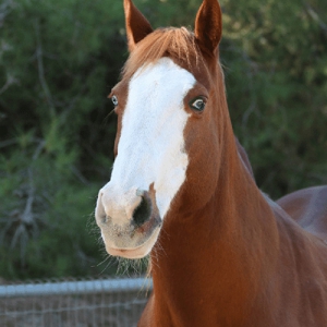 Rescue – Laughing Pony Rescue