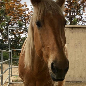 Rescue – Laughing Pony Rescue
