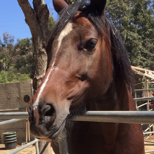 Rescue – Laughing Pony Rescue