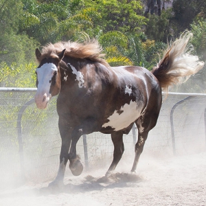 Rescue – Laughing Pony Rescue