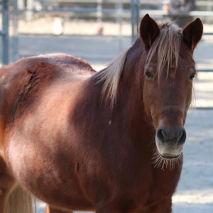 Rescue – Laughing Pony Rescue