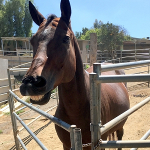 Rescue – Laughing Pony Rescue