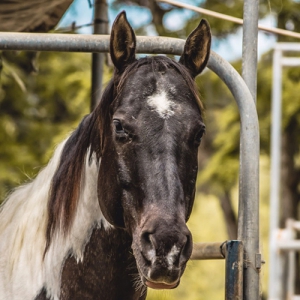 Rescue – Laughing Pony Rescue